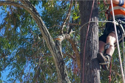 Tree Lopping Brisbane Northside - Brisbane Northside Tree Removal ...